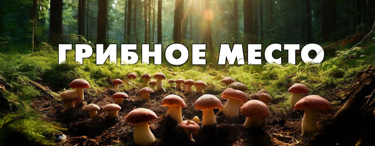 Грибное место - PerSey TV