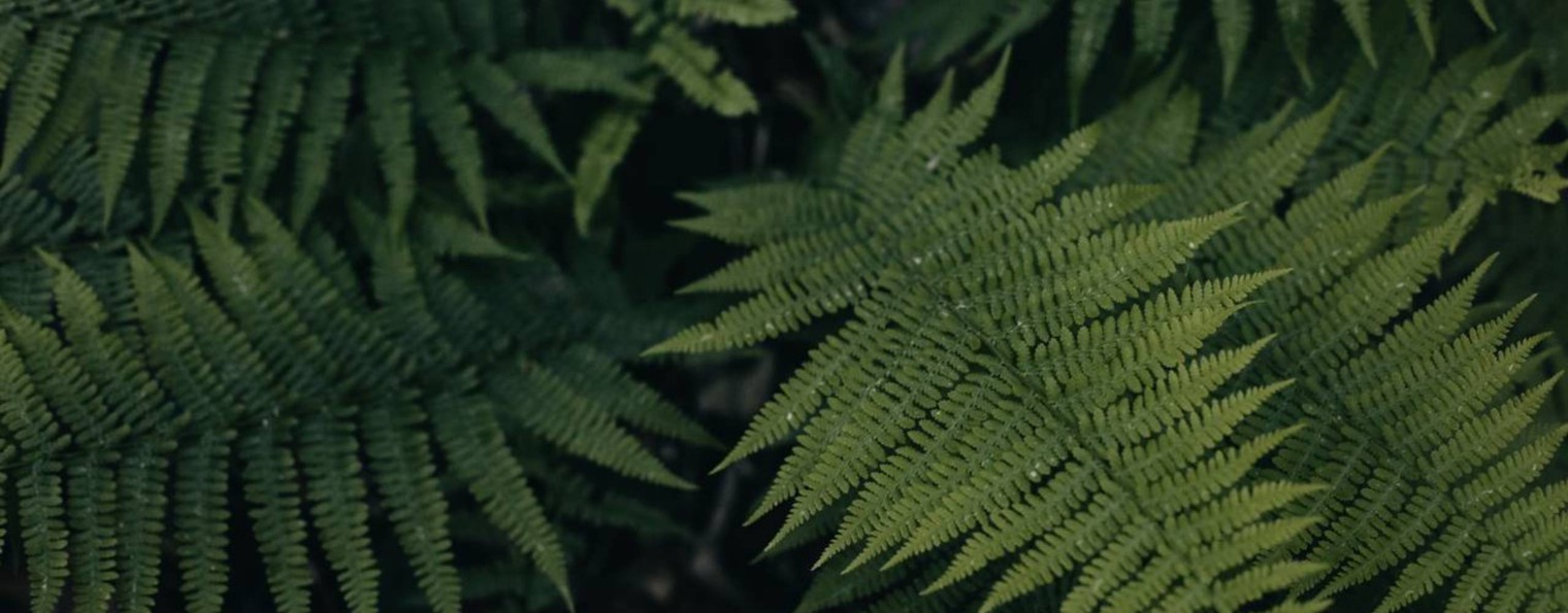 Александр Север