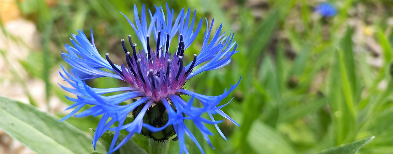 Алефтина Быкова