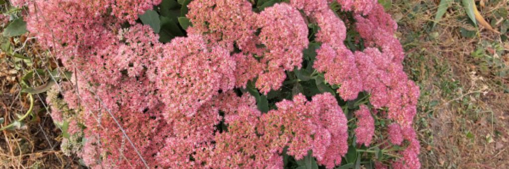 Московские прогулки