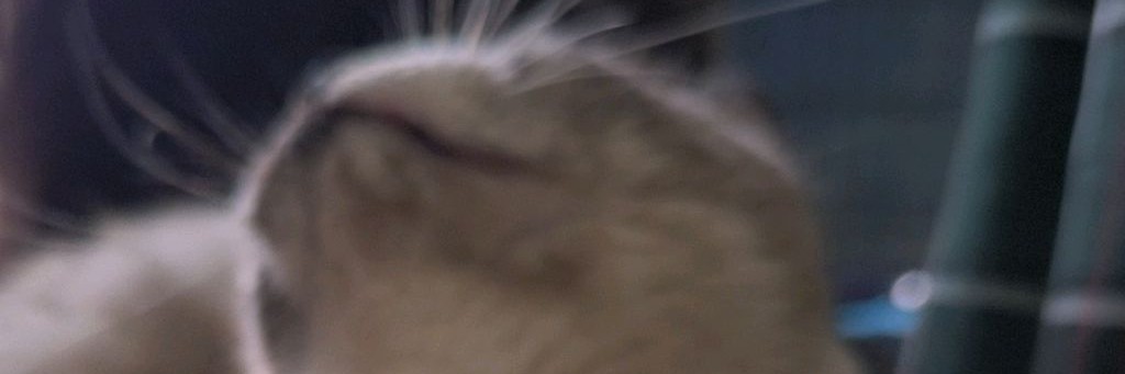 Котики с приюта ОЗЖ