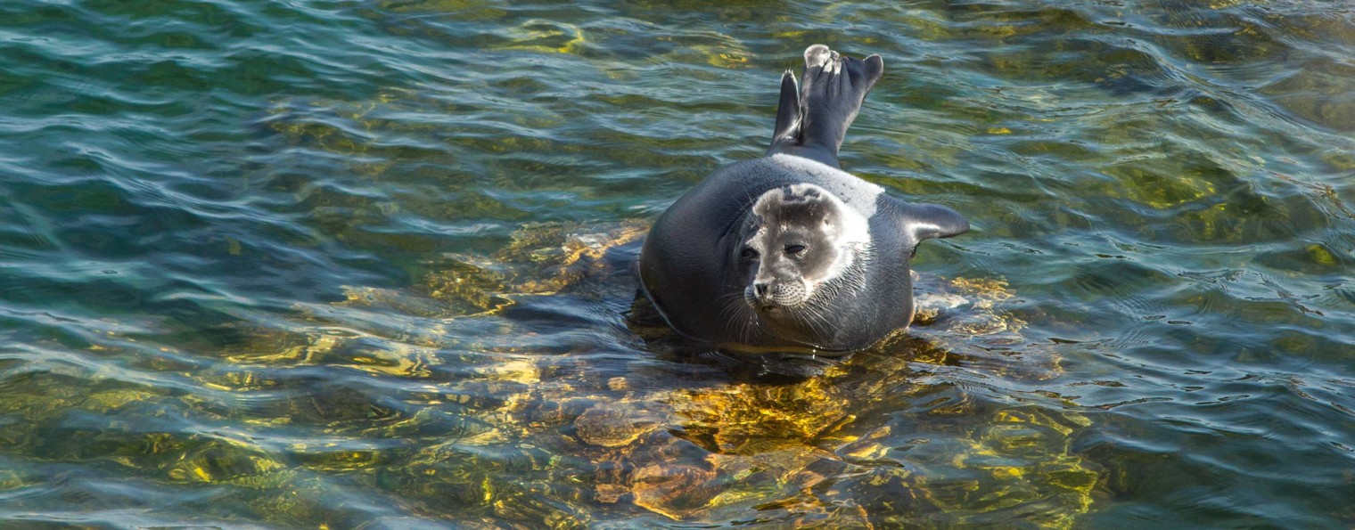 Фонд "Озеро Байкал"