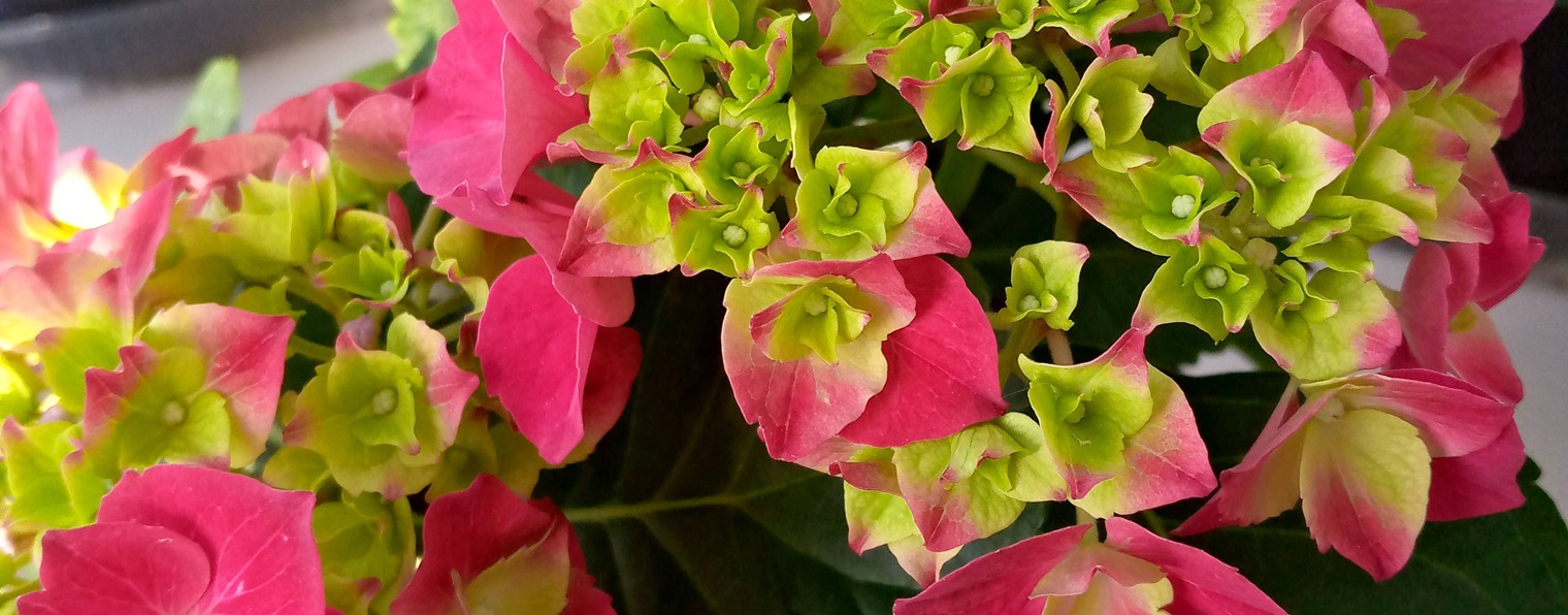 Красотка Гортензия