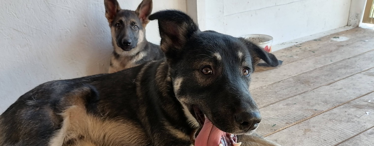 ЧЕЛОВЕК СОБАКЕ ДРУГ!