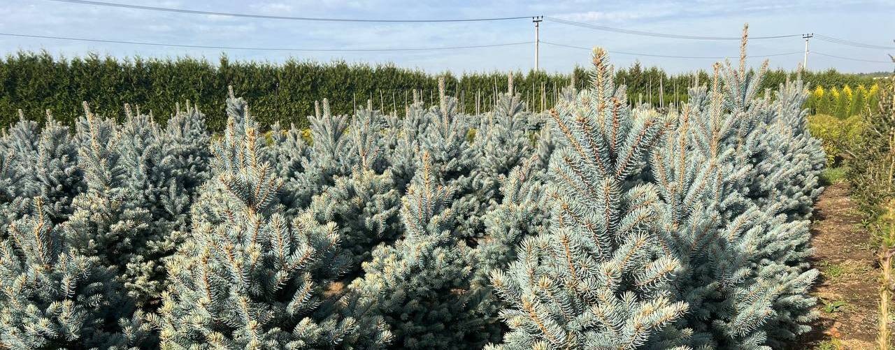 Эксклюзивные деревья