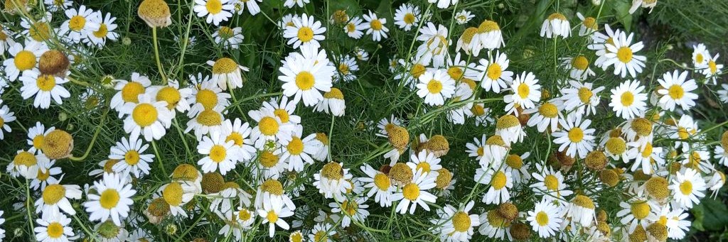 Настя Сельчанка