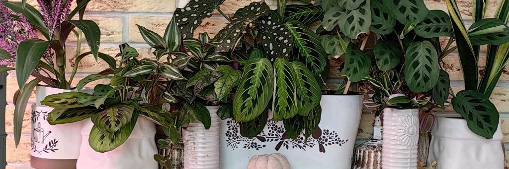 Здоровье ,заработок И Красота