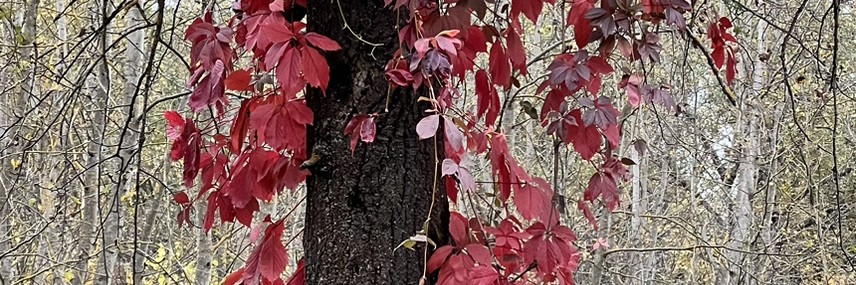Записки сумасшедшего