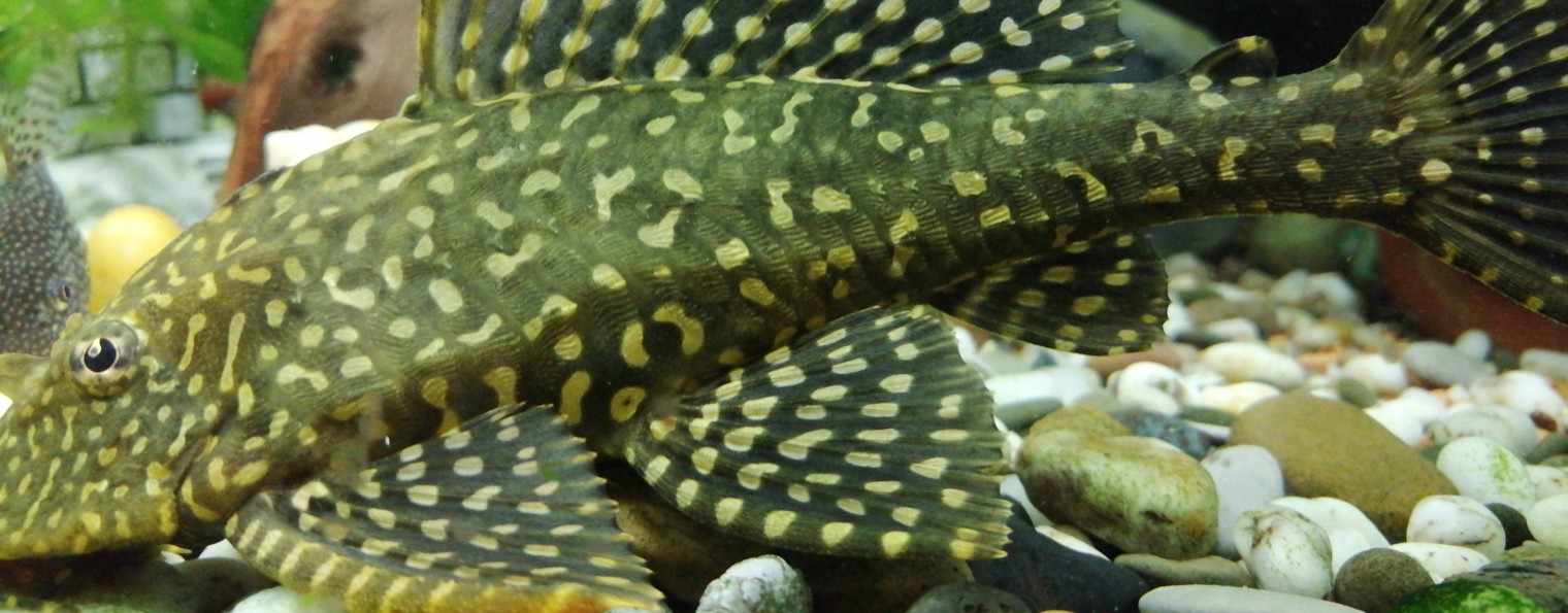 Анатолий Горшков