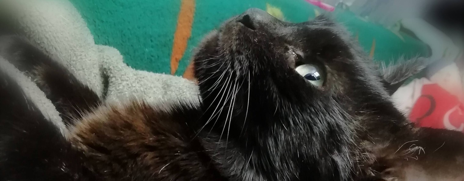 Татьяна Николаенкова