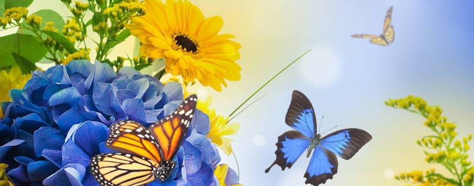 КНИЖНАЯ ФЕЯ-ДЕТЯМ. ЧИТАЕМ КНИГИ, СМОТРИМ МУЛЬТИКИ!