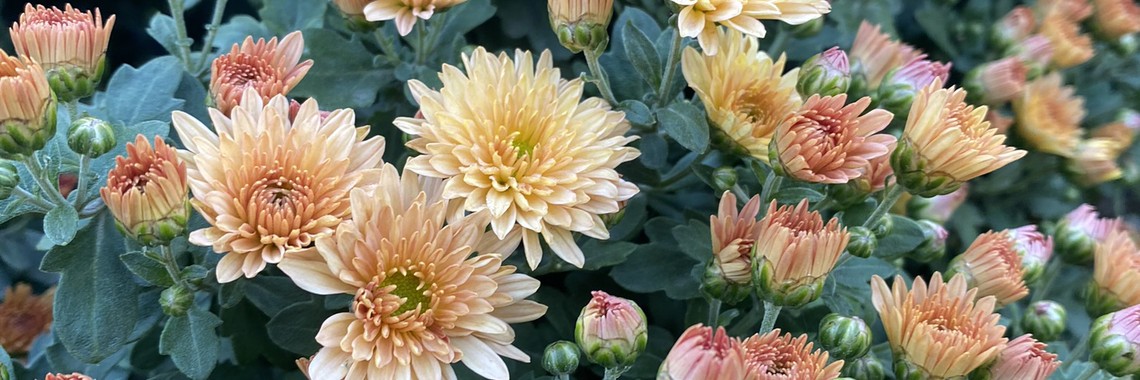 𝓨𝓾𝓵𝓴𝓲𝓷𝓪 𝔃𝓱𝓲𝔃𝓷