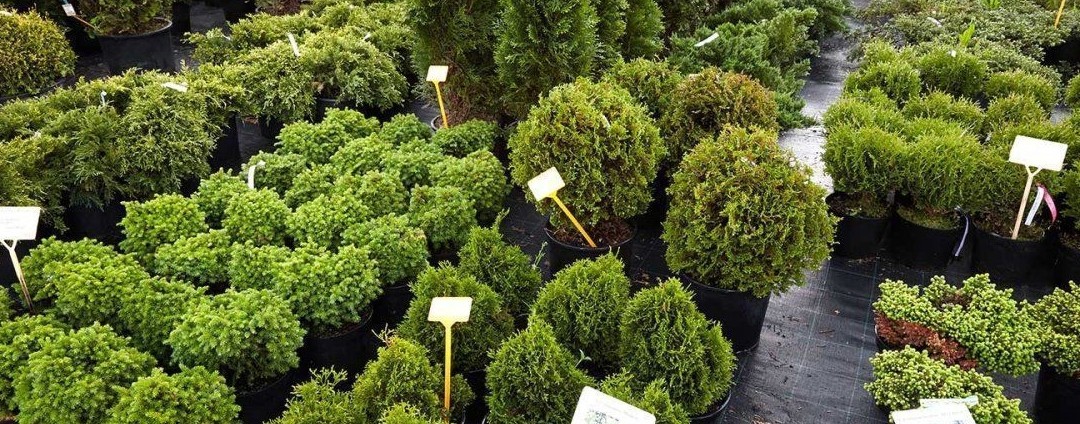 Питомник растений в Томске!