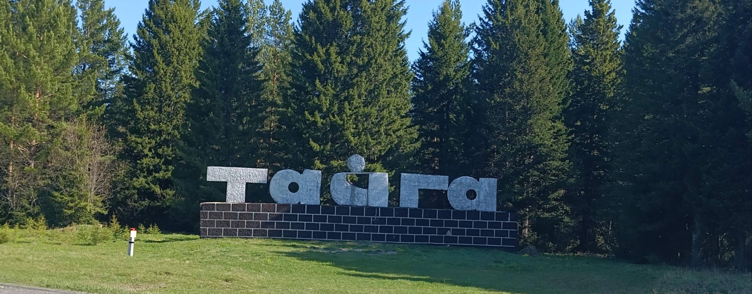 Сибирские турманы