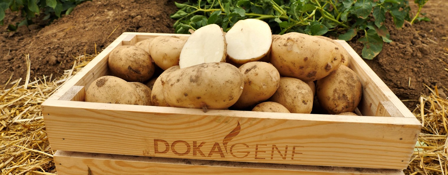 DokaGene (Группа компаний ДокаДжин)