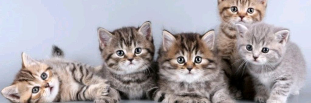 МЯГКИЕ ЛАПКИ И МОКРЫЙ НОС