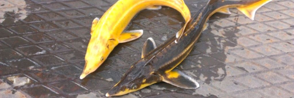 Как работают рыбхозы®