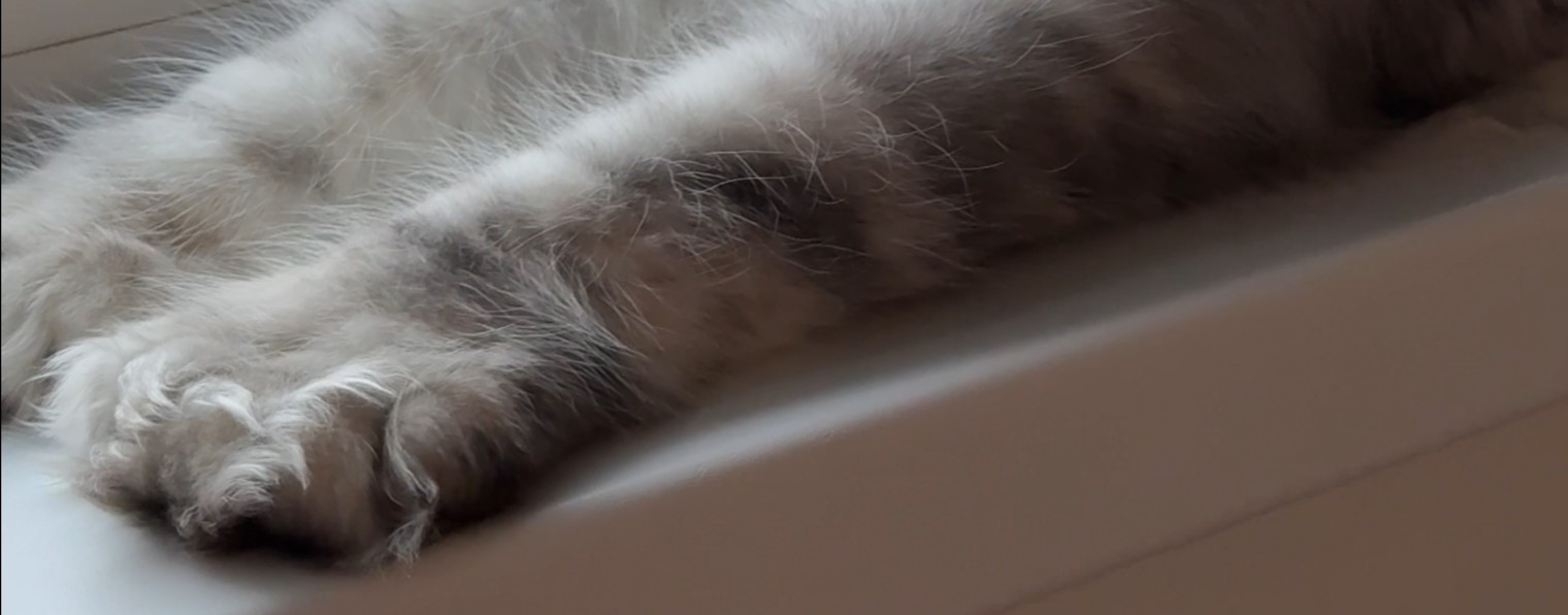 Tony_Stark_mainecoon