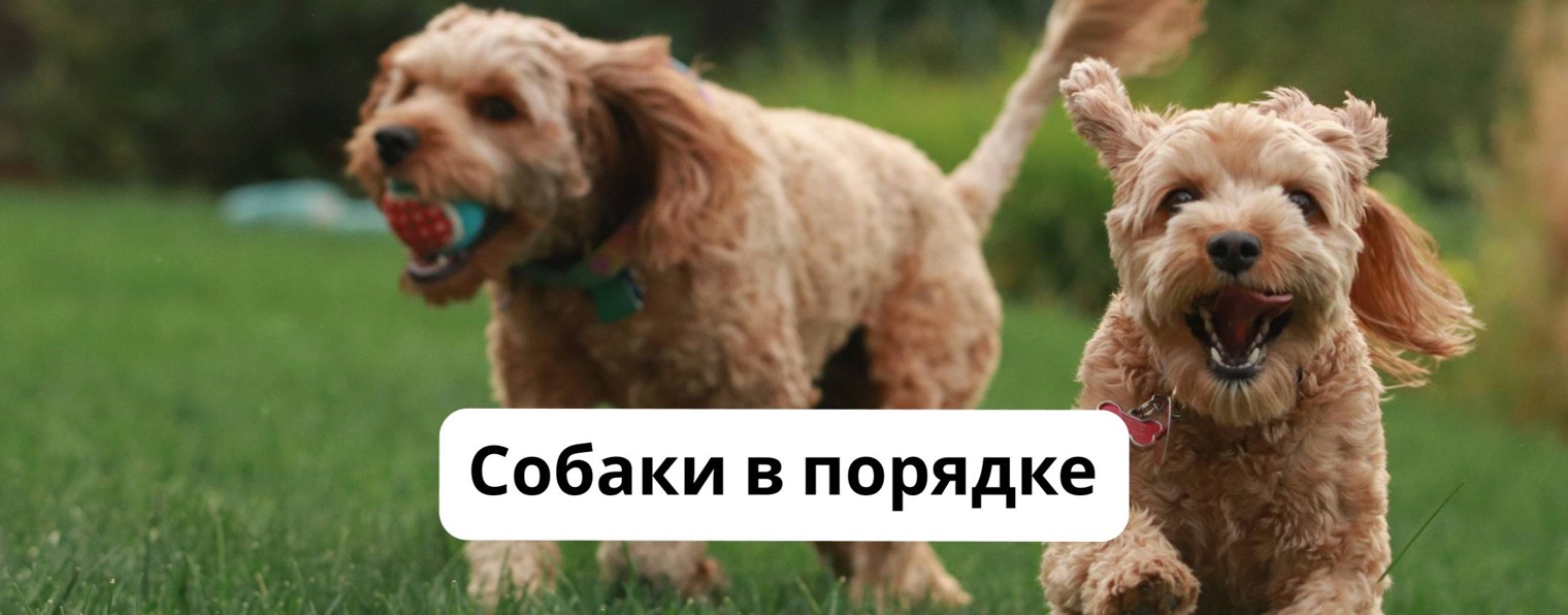 Собаки в порядке