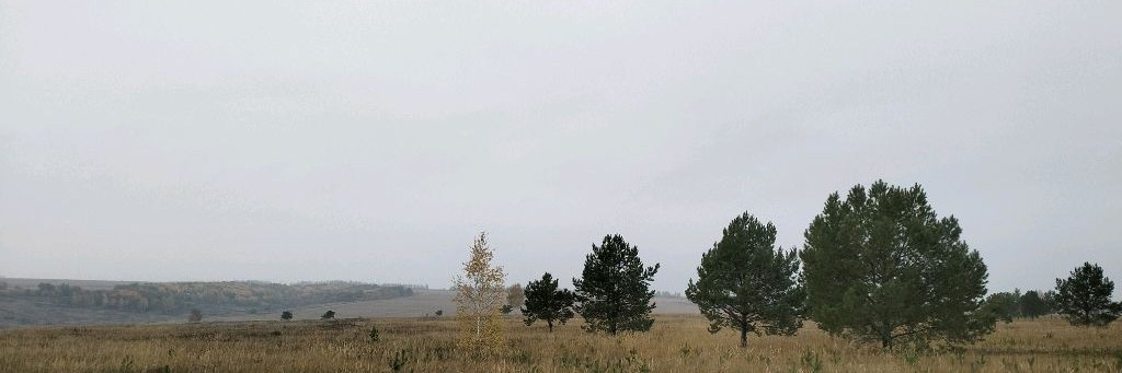 Дикий