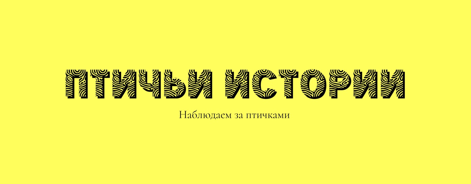 Птичьи истории! | Бёрдвотчинг