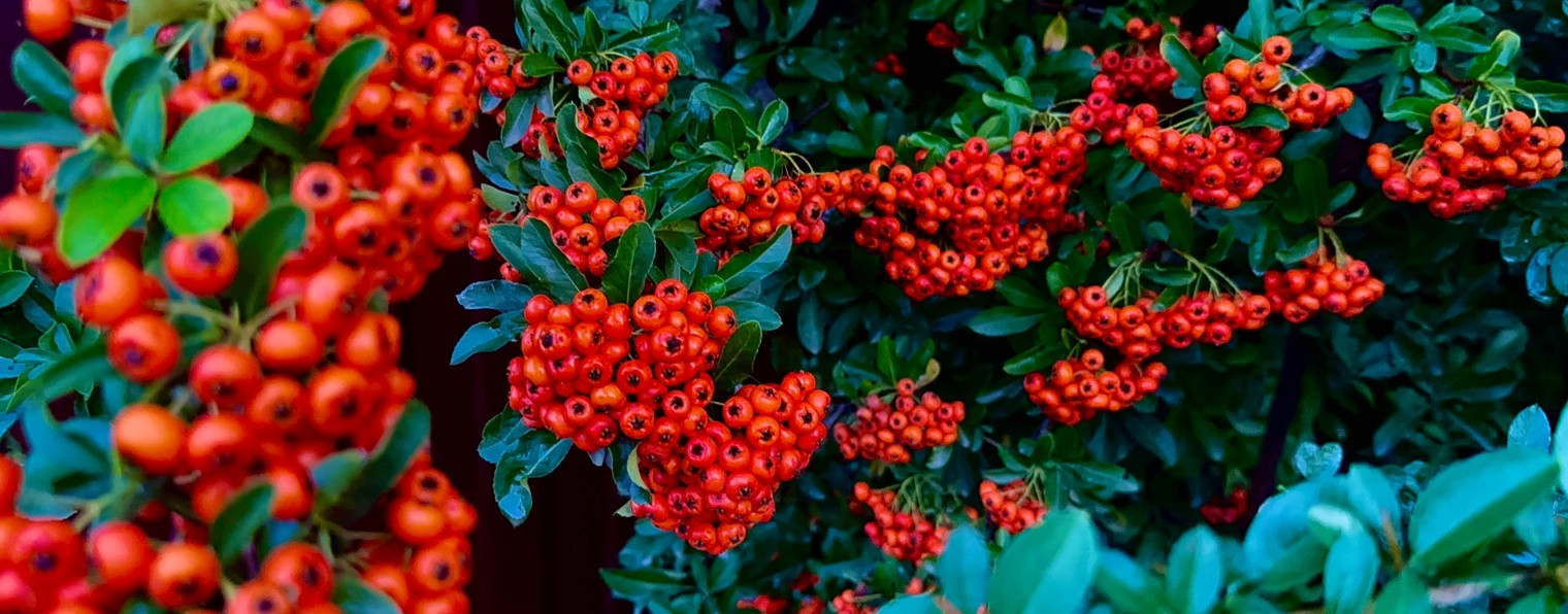 Южный колорит