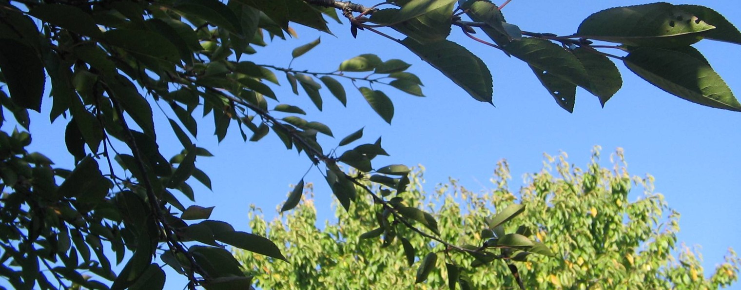 Жизнь на 25 сотках