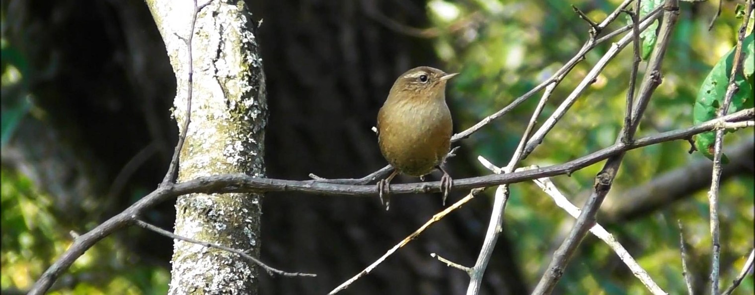 Птицы круглый год.