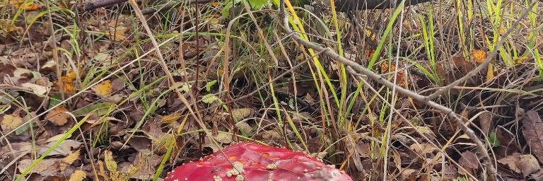 ДЕРЕВЕНСКИЙ ПОВАР