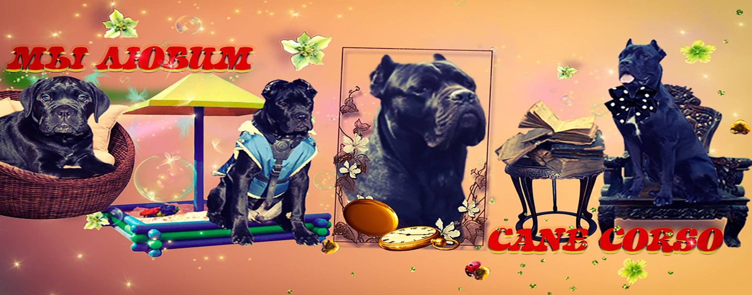 Кане Корсо Деррек и его семья