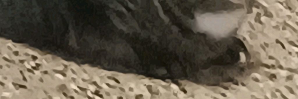 🐾3 бухарика🐾