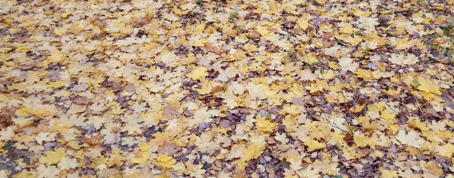 Надежда Гарнык