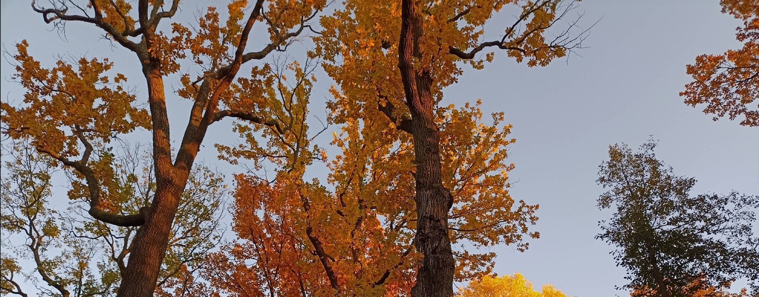 БК  ( Боря К...)