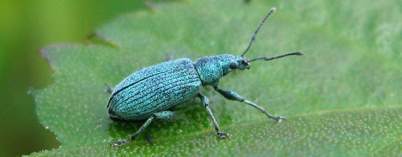 Женя Букуров