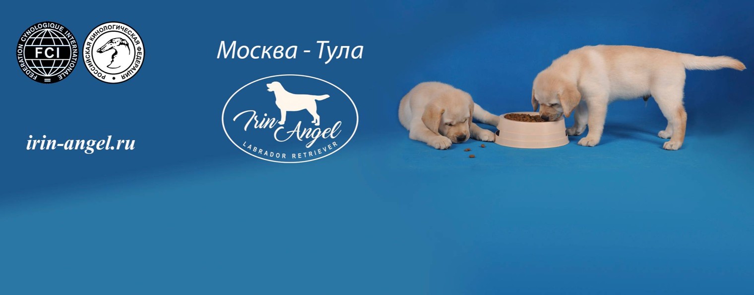 Питомник ЛАБРАДОРОВ "IRIN ANGEL"