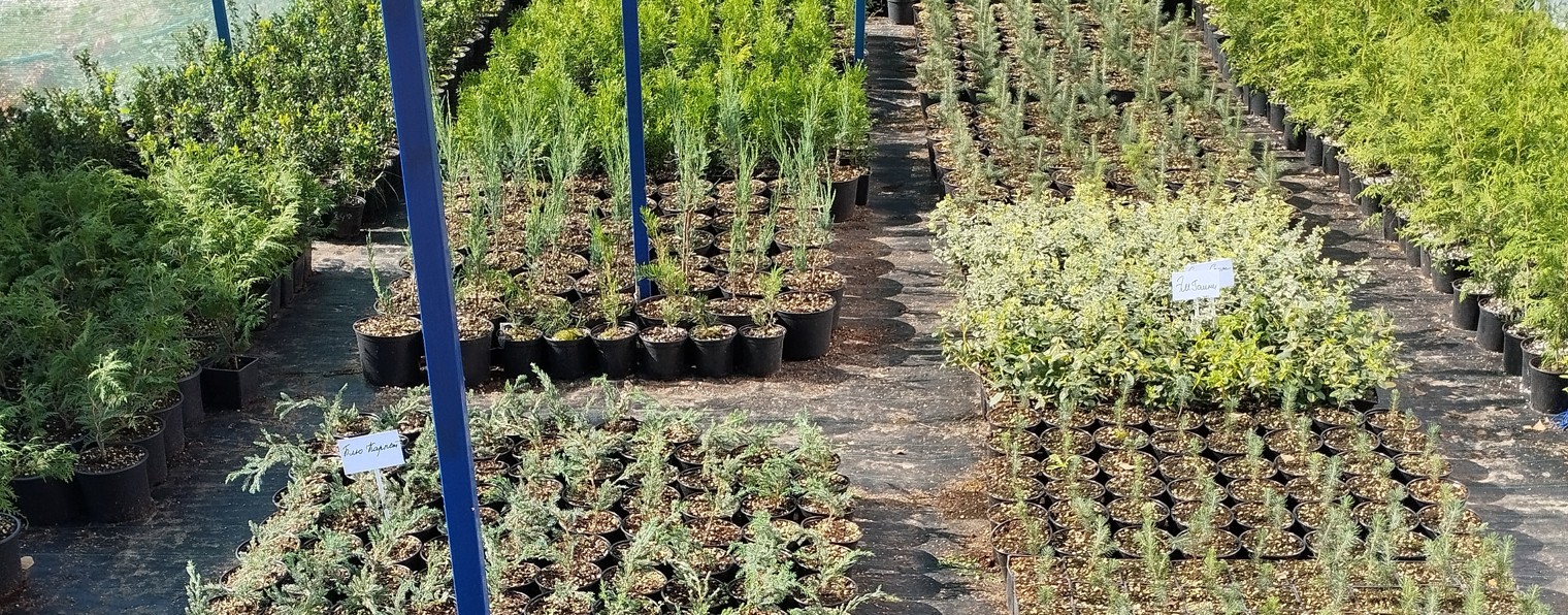 🌳Хвойный 🌲 Участок 🌳