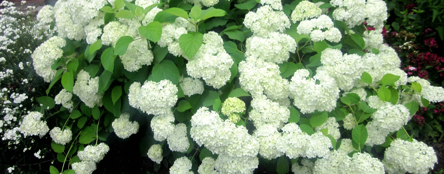 Видео поздравления