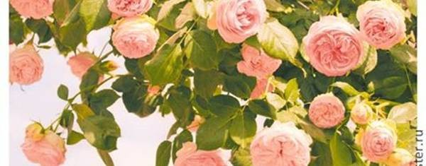 formulaschastyakrasnodar