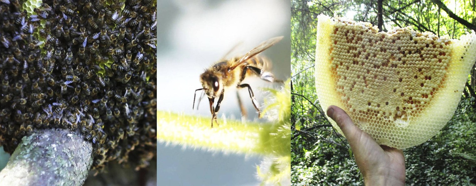 Помощники ветра