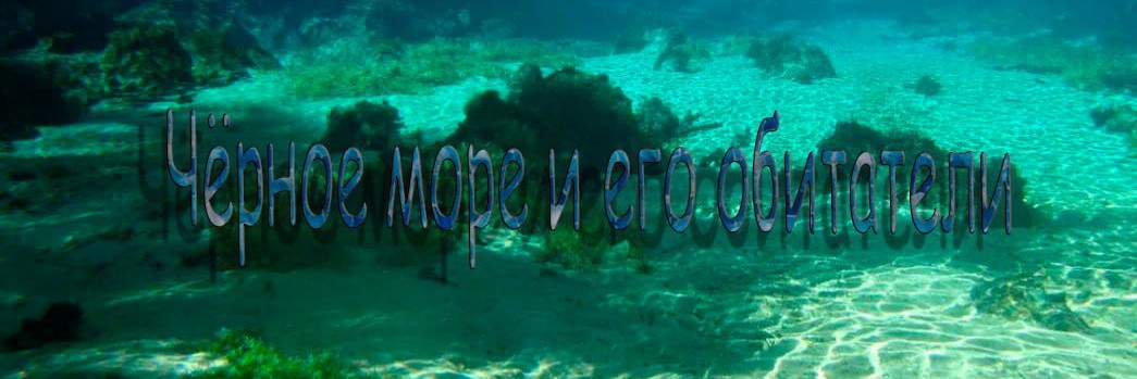 Морские обитатели чёрного моря