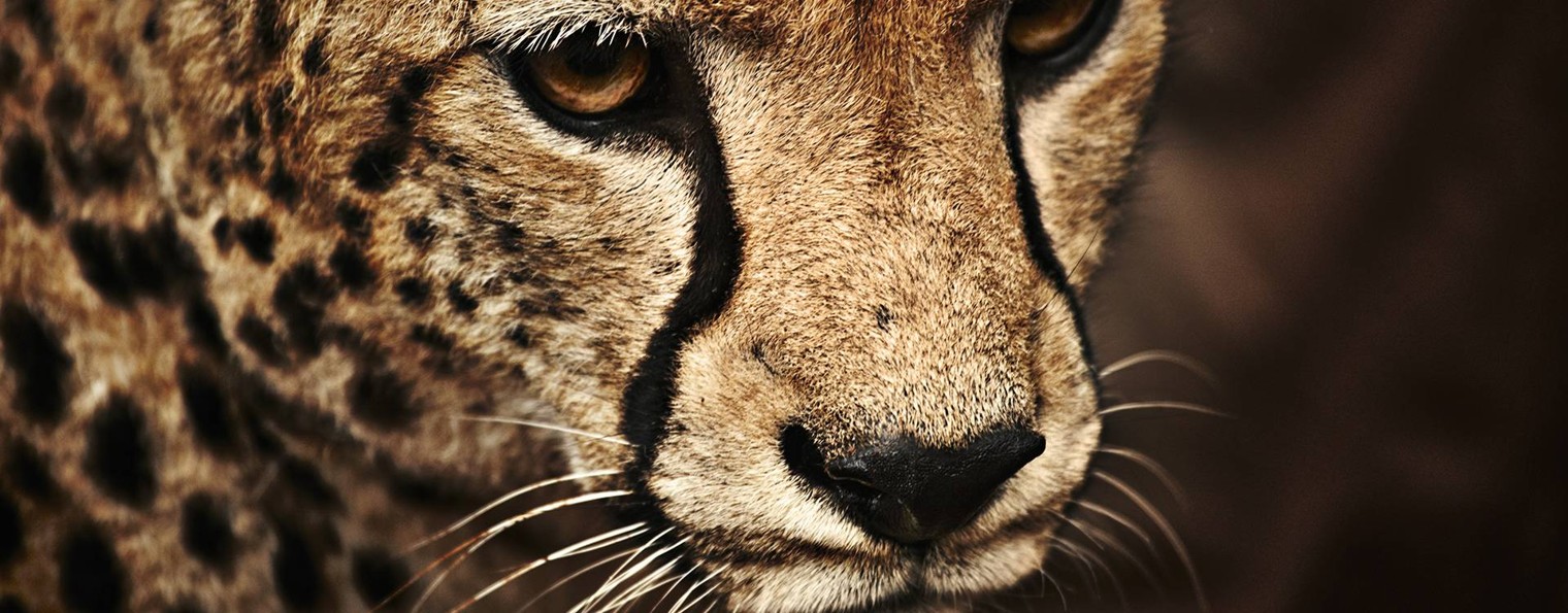 Айдар из 86 региона.