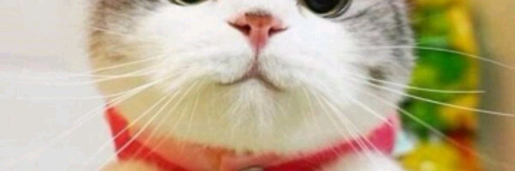 CatSvyatik555