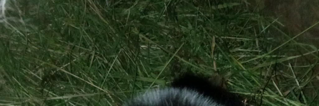 Охота и рыбалка на севере