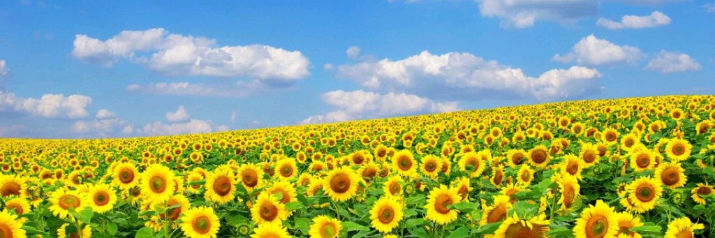 Вот это Букет !