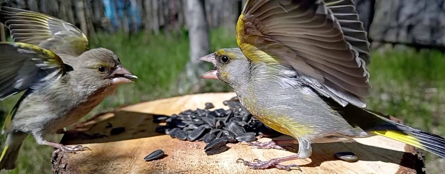 🐝ПЧЕЛОВОДСТВО И ПРИРОДА🌺