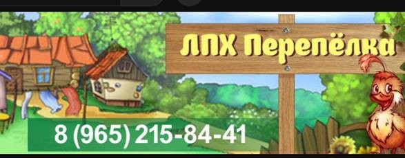 Дмитрий  Бочаров