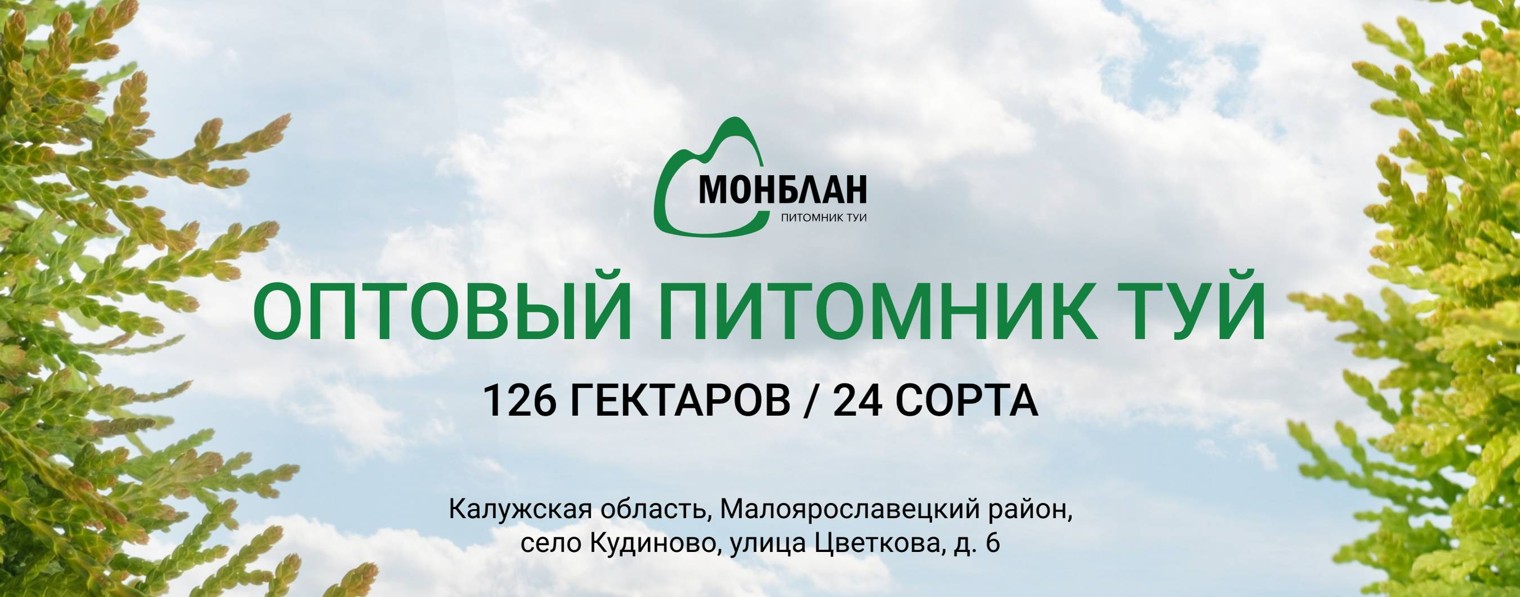 Монблан — питомник туи