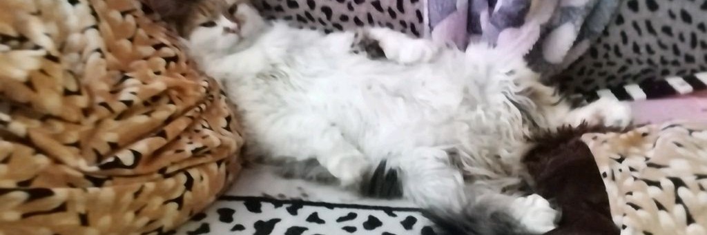 🦆Лоно дакс🦆