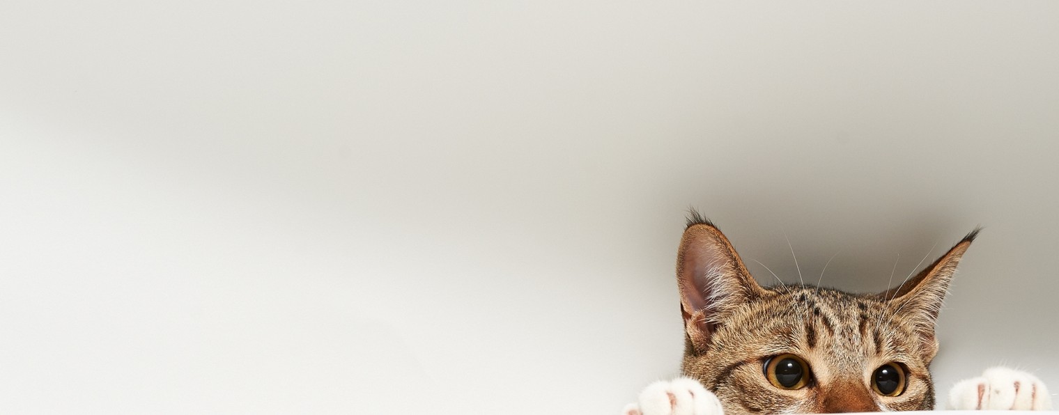 Пушистые ЗВЕРЮГИ