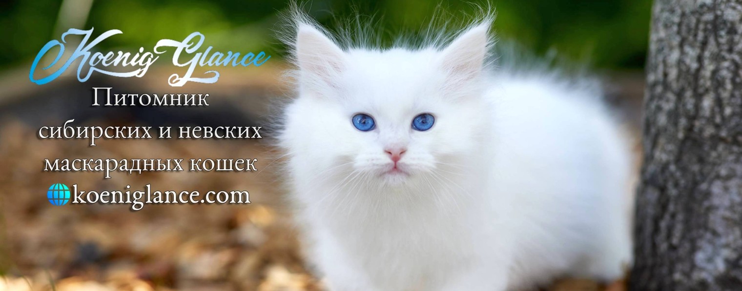 Питомник сибирских кошек “Koenig Glance"